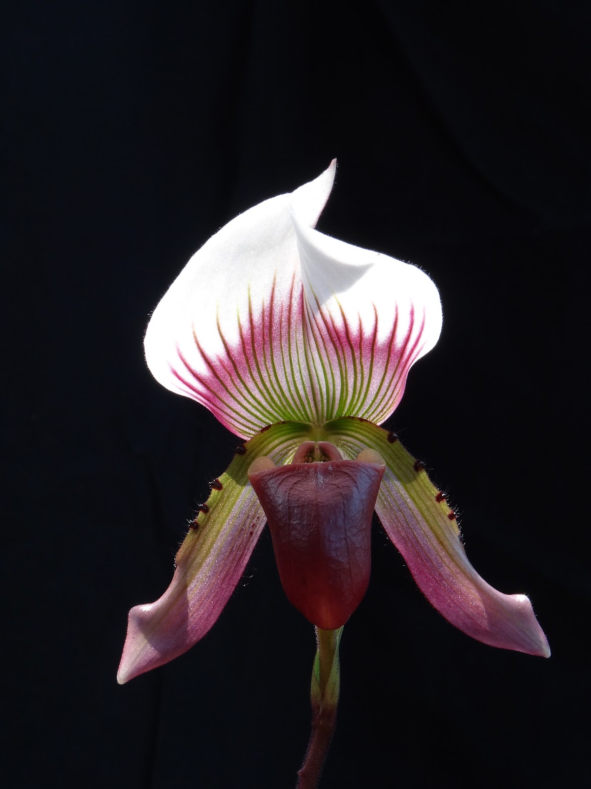 Paph callosum & helenae | Slippertalk Orchid Forum