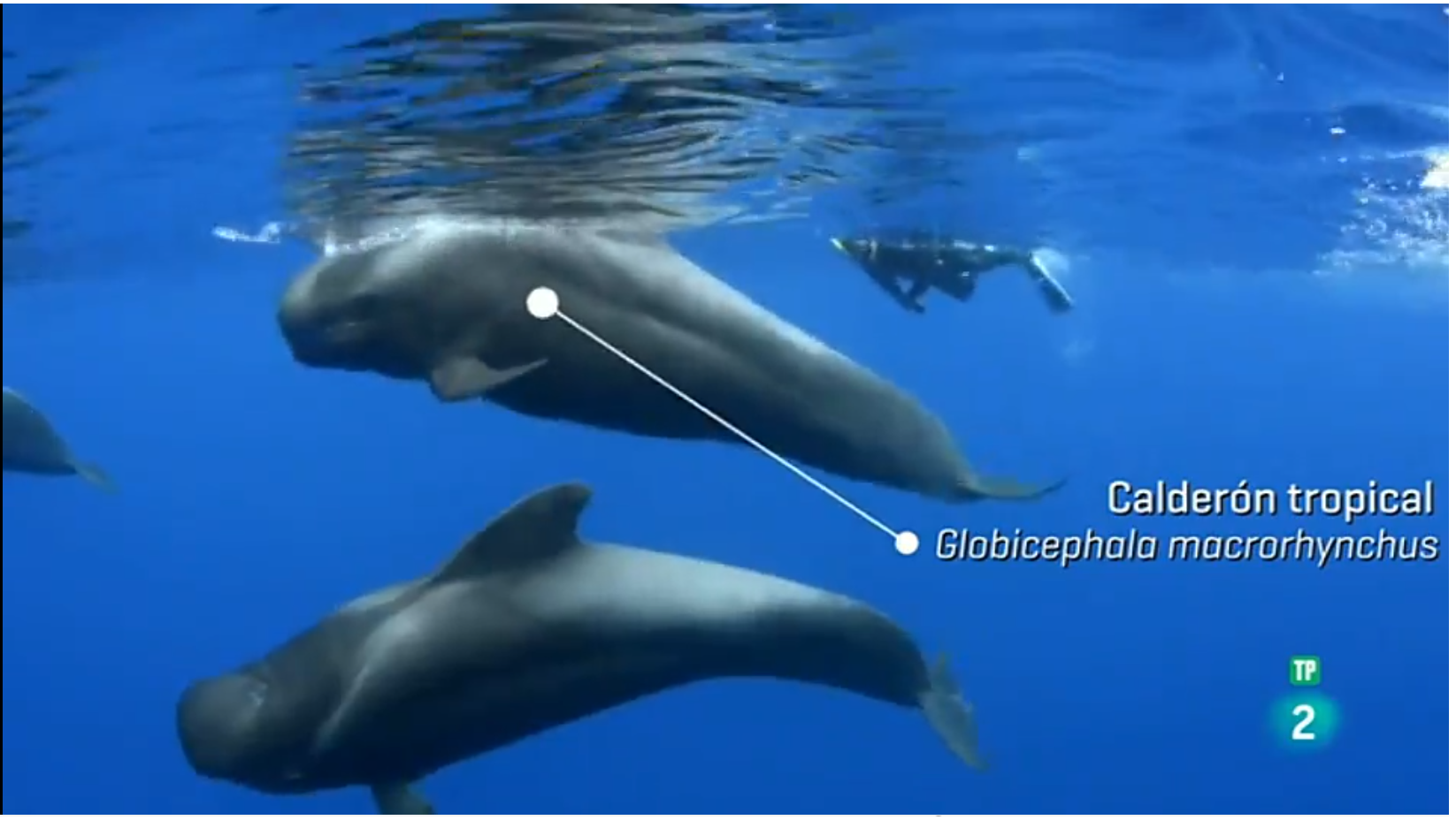 luis de vargas: El Parque Nacional del Teide en ¡Qué animal!