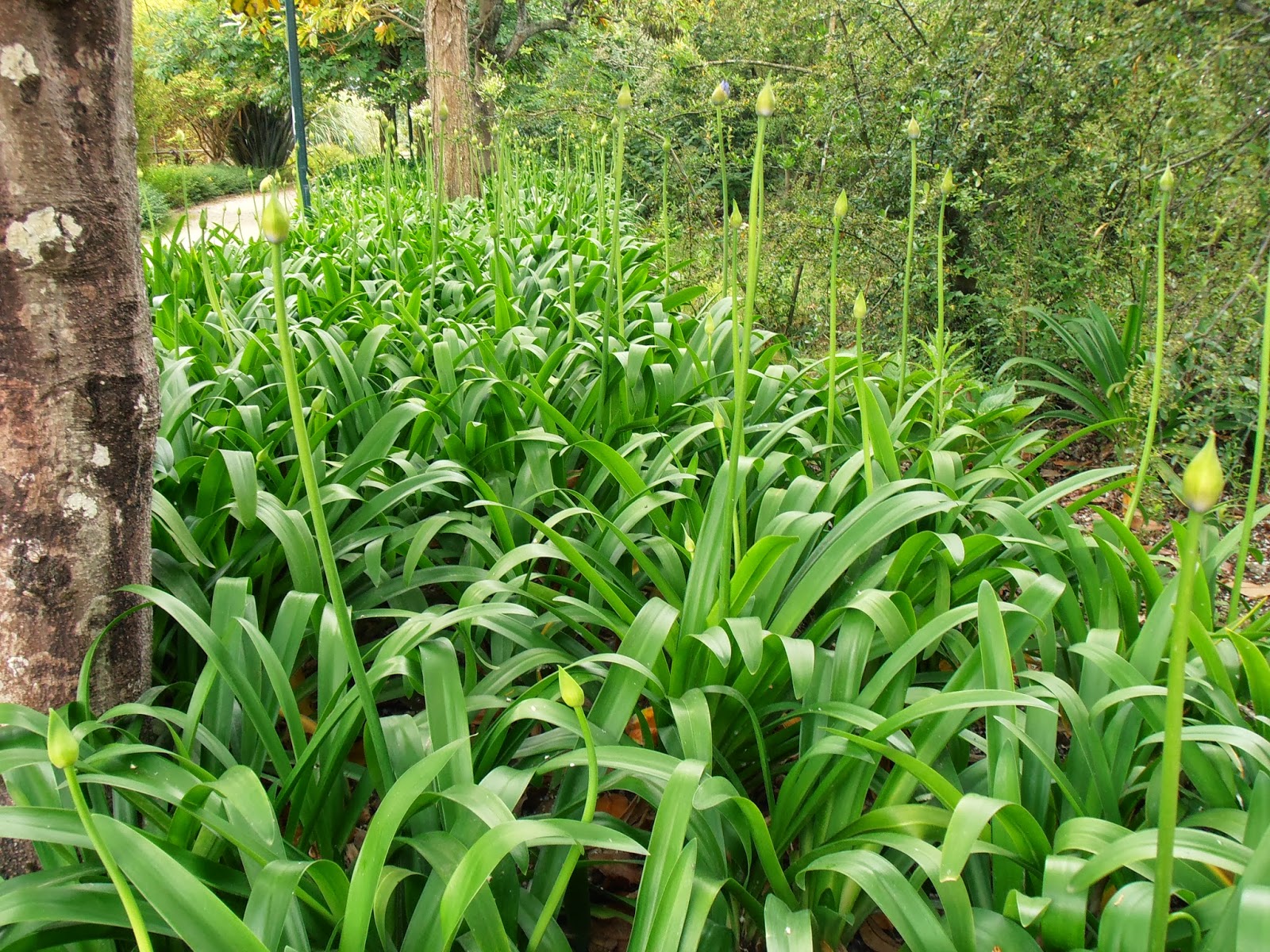 AGAPANTO: Agapanthus africanus | Plantas rioMoros
