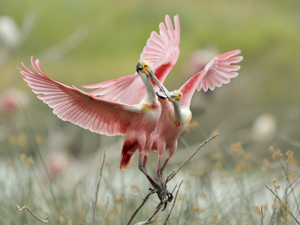 Cultura Guaraní: La Espátula Rosada Garza sus Nidos