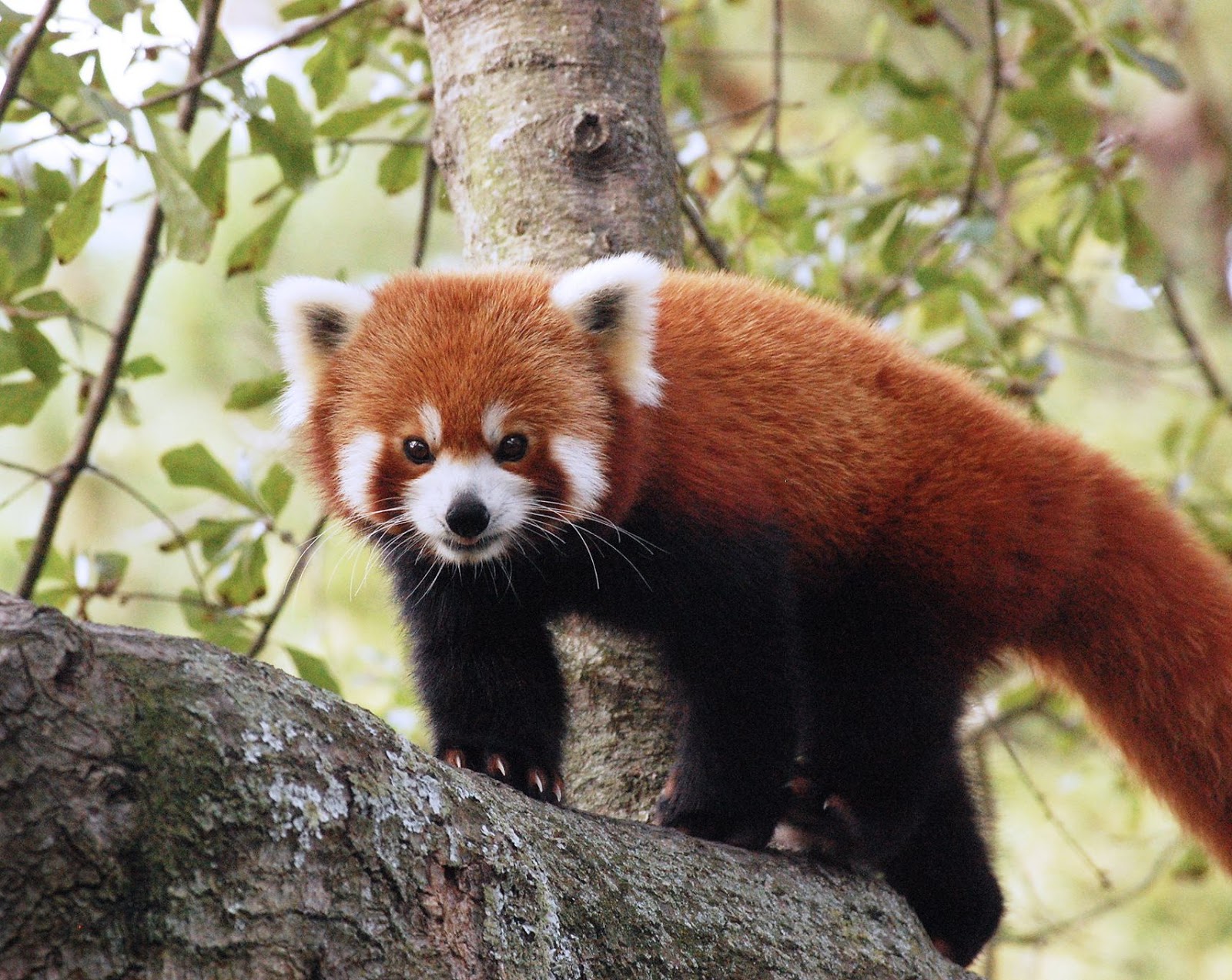 ANIMALS TIME : Red Panda (Gallery 2)