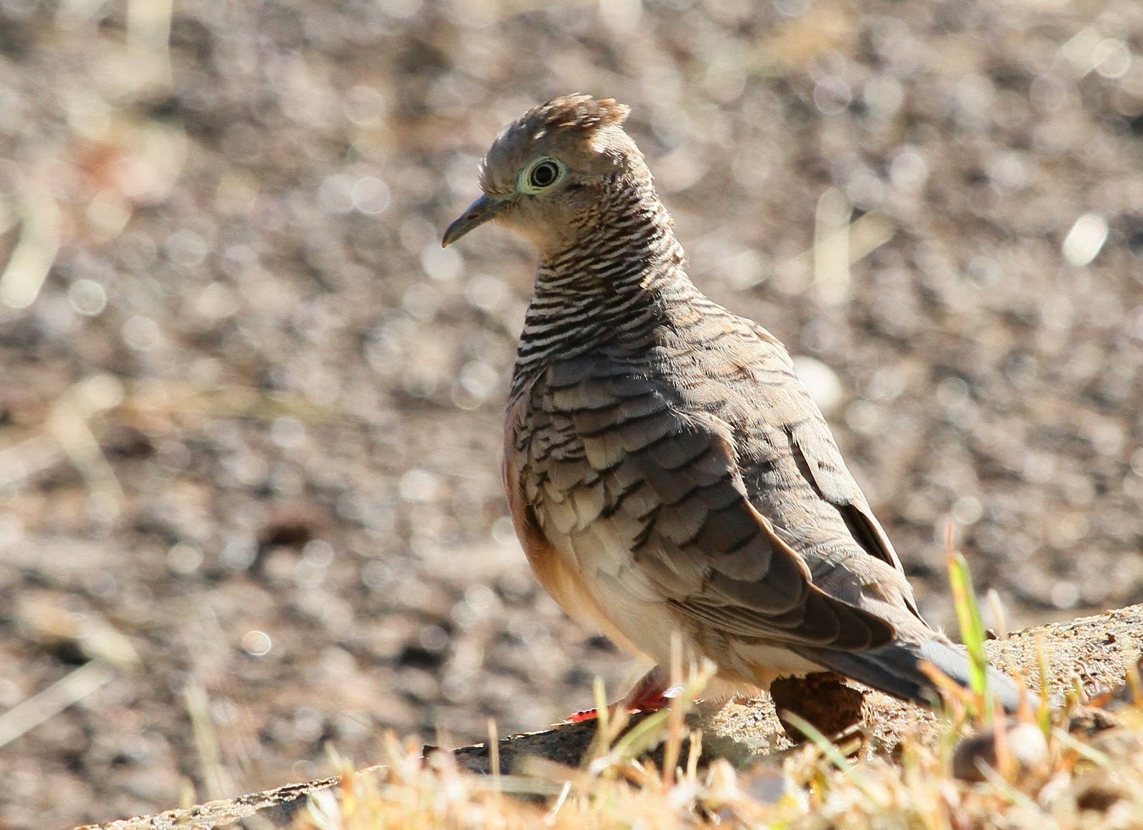 Richard Waring's Birds of Australia: More Darwin bird photos