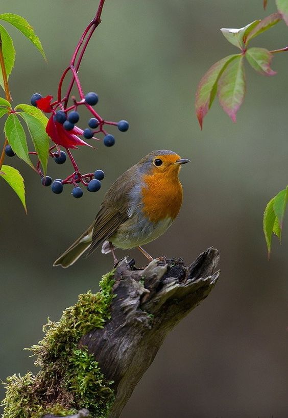 Dharmo Rakshathi Rakshitha:: Sri Vinaya Pathrika - Sri Tulasidas ...