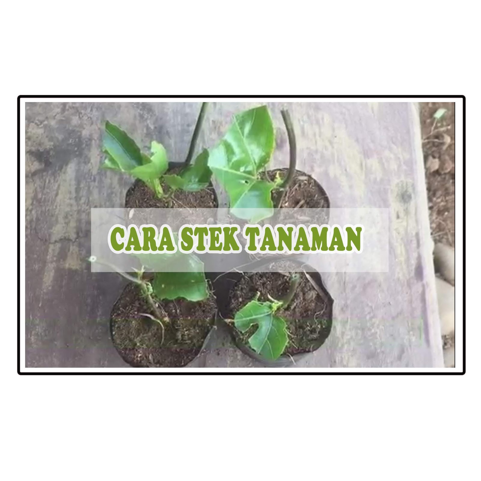 Cara STEK TANAMAN Secara Mudah - Tips dan Trick