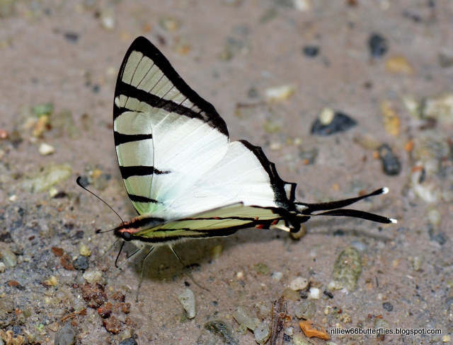 The Forested Path (and Beyond): BUTTERFLIES of RAUB: The Fourbar ...