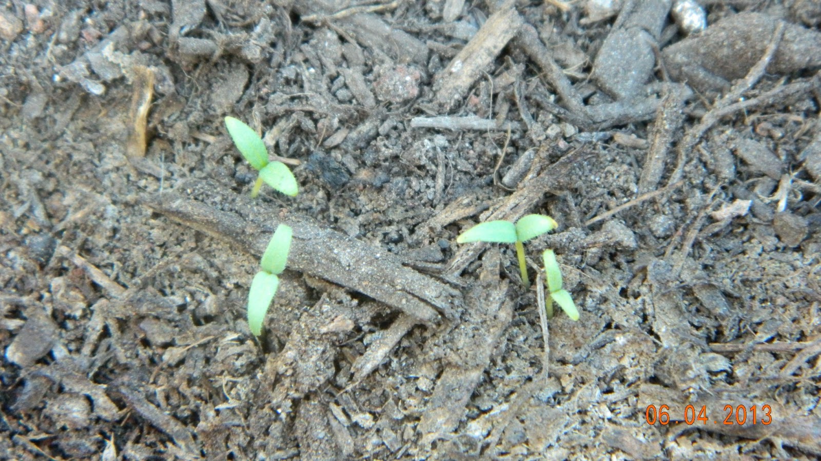 Mr. B's Garden: June 2013