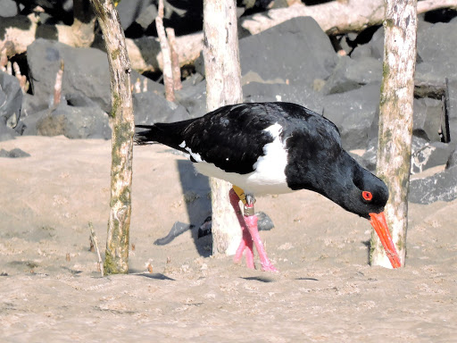 Birding - Tweed Heads - Australia: Tweed Bird List with Photos