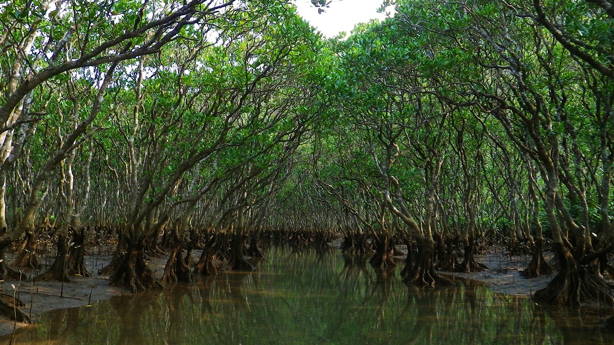 මයිනාගෙ කතා: මයිනාගෙ කථා ... 8 .. දිමිත්තයා