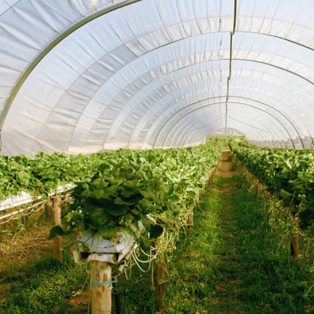 Kenapa Harus Memilih Plastik Ultraviolet Untuk Atap Greenhouse? - Ayo Bertani