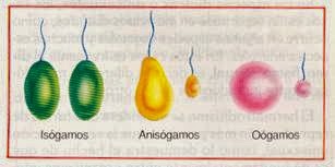 Reproducción biológica: Lección 3.2. Tipos de reproducción sexual