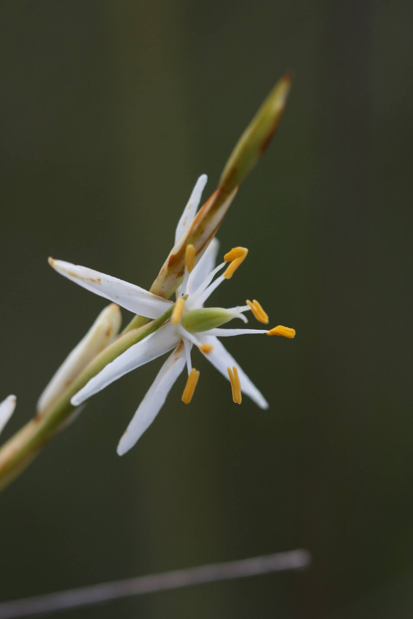 Native Florida Wildflowers: October 2020