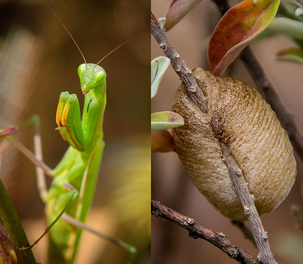 ARBICO Organics: It's Ootheca Time!