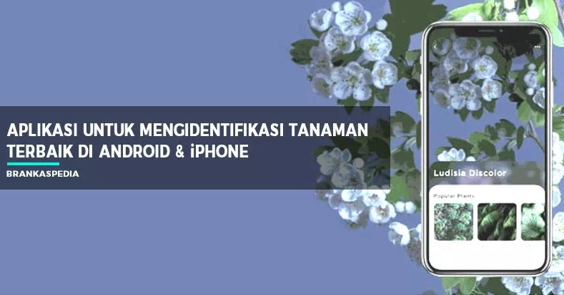 Aplikasi Untuk Mengidentifikasi Tanaman [Android & iPhone] - Brankaspedia - Blog tutorial dan tips