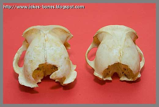 Big box of bones #3: The monkey skulls : Jake's Bones