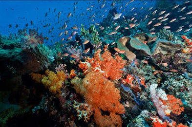 Keindahan Alam Bawah Laut Pulau Komodo - Tempat Wisata Deso