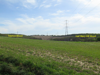 The Language of Stone: Treeton Wood - Part 1