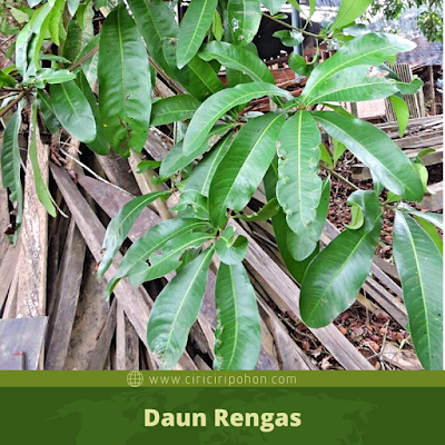 Ciri Ciri Pohon Rengas (Gluta) Di Alam Liar - Ciriciripohon.com