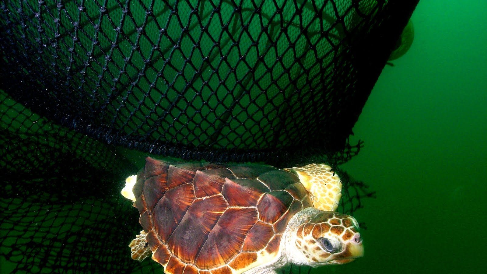 Marine Turtles Endangered - Danger Choices