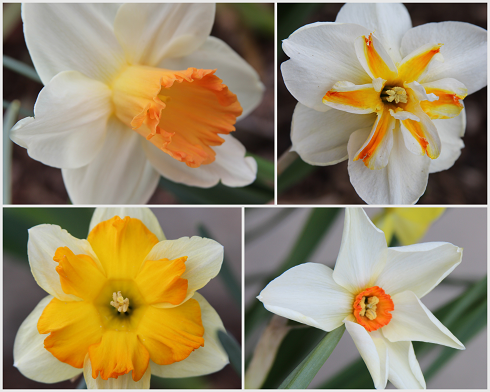 DAFFODIL VARIETIES--STUNNING, MAJESTIC BEAUTIES - Sowing the Seeds