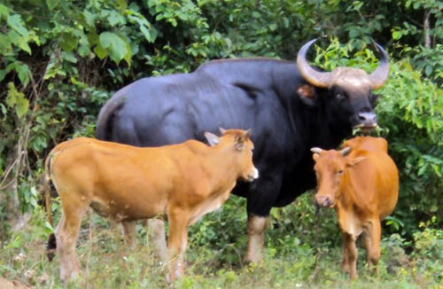 Seladang, Lembu Raksasa dari Selatan Asia | RE Tawon