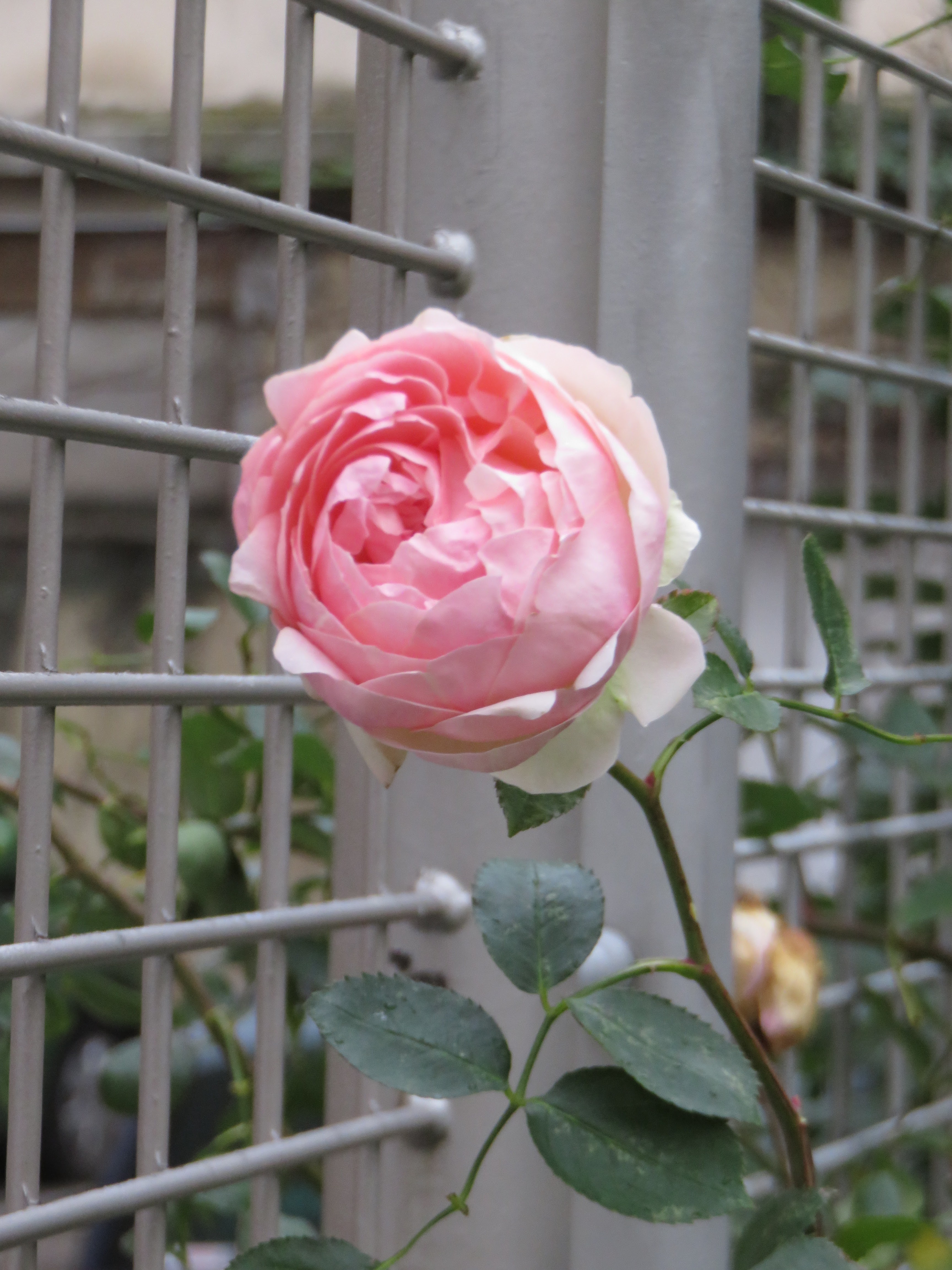 Potomac: Plateau toujours