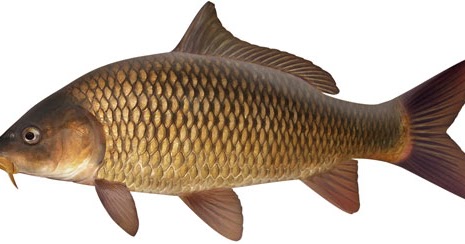 CRYPTOZOOLOGY ONLINE: Still on the Track: DR BEACHCOMBING: A very old carp