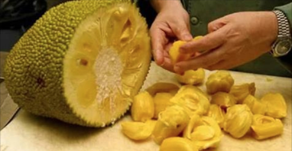 Take Of Your Own Health: RETURN TO EAT JACA AS FAST AS POSSIBLE - SHE ...