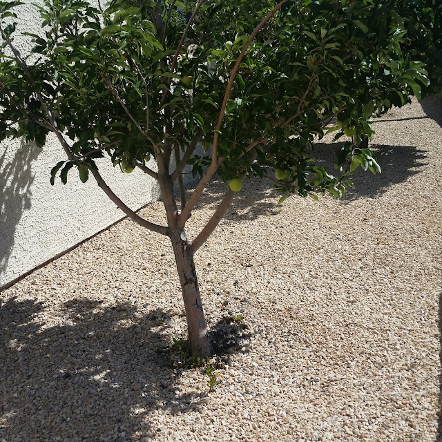 Xtremehorticulture of the Desert: Fruit Trees and the Benefits of Wood ...
