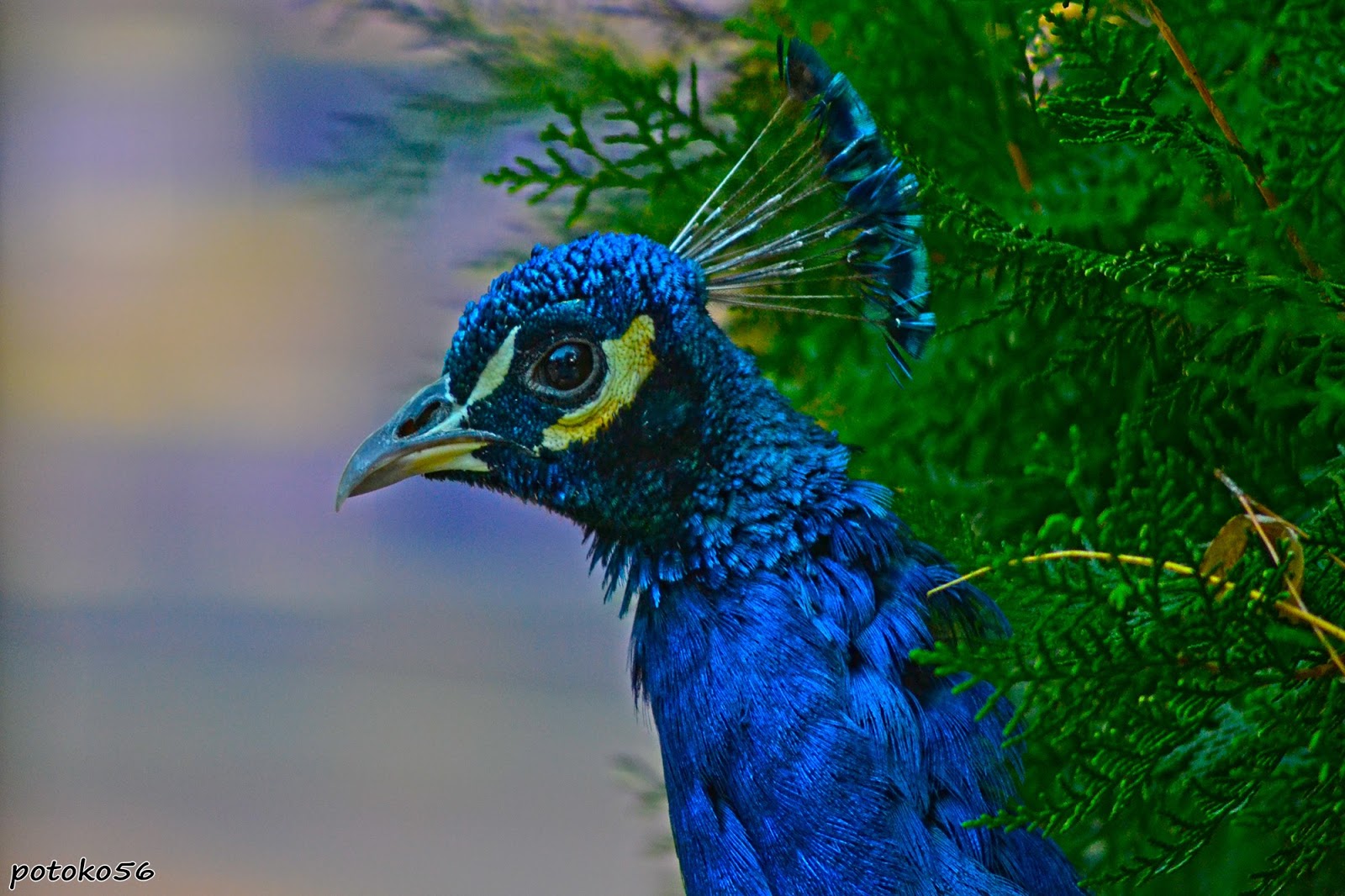 Pavo Real Parque del Mayeto | Galería de imágenes de potoko56