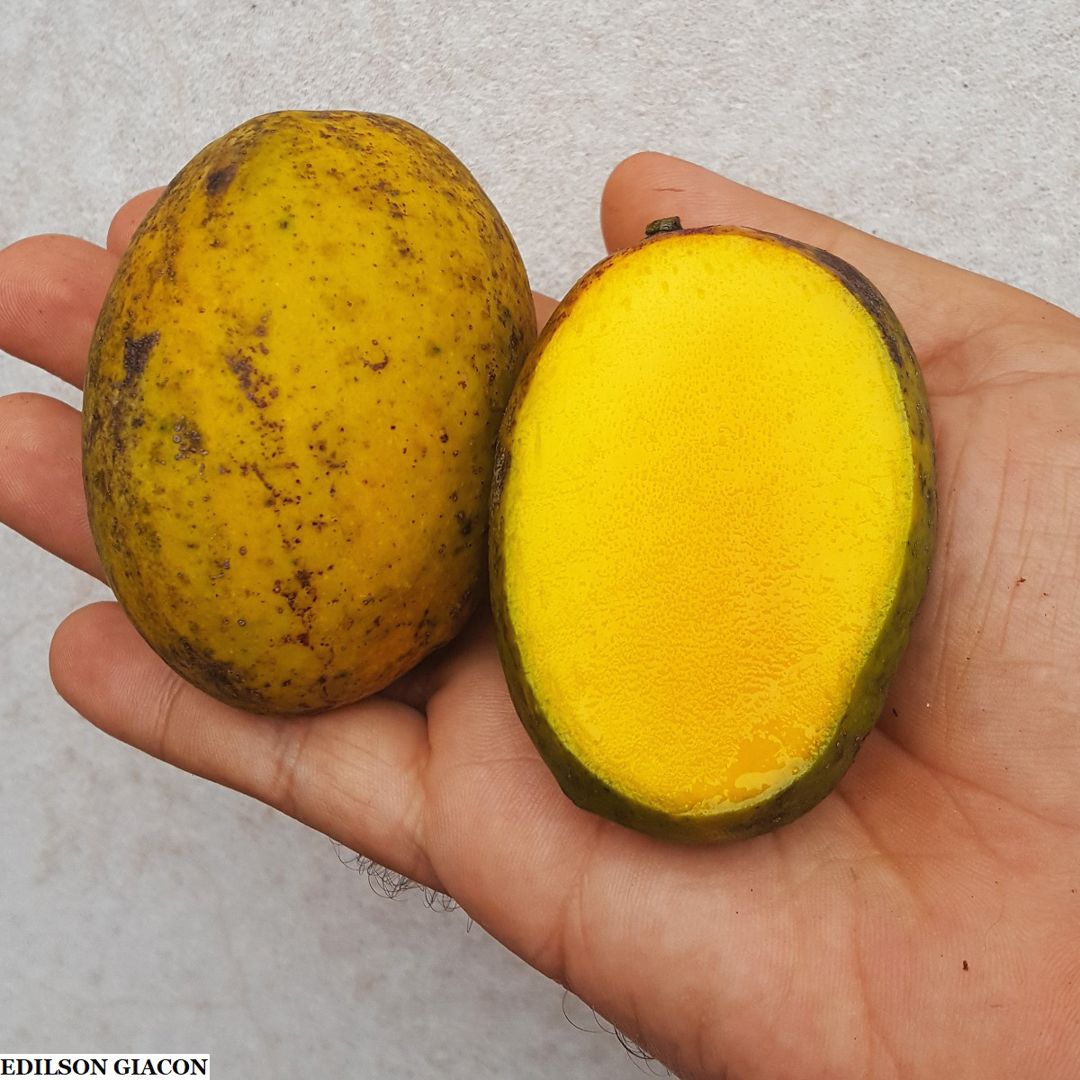 Viveiro Ciprest - Plantas Nativas e Exóticas: Manga Ubá de Minas ...