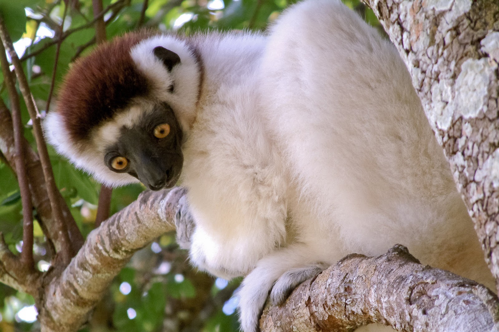 The Sifaka Lemur | Animal Information & Facts | The Wildlife