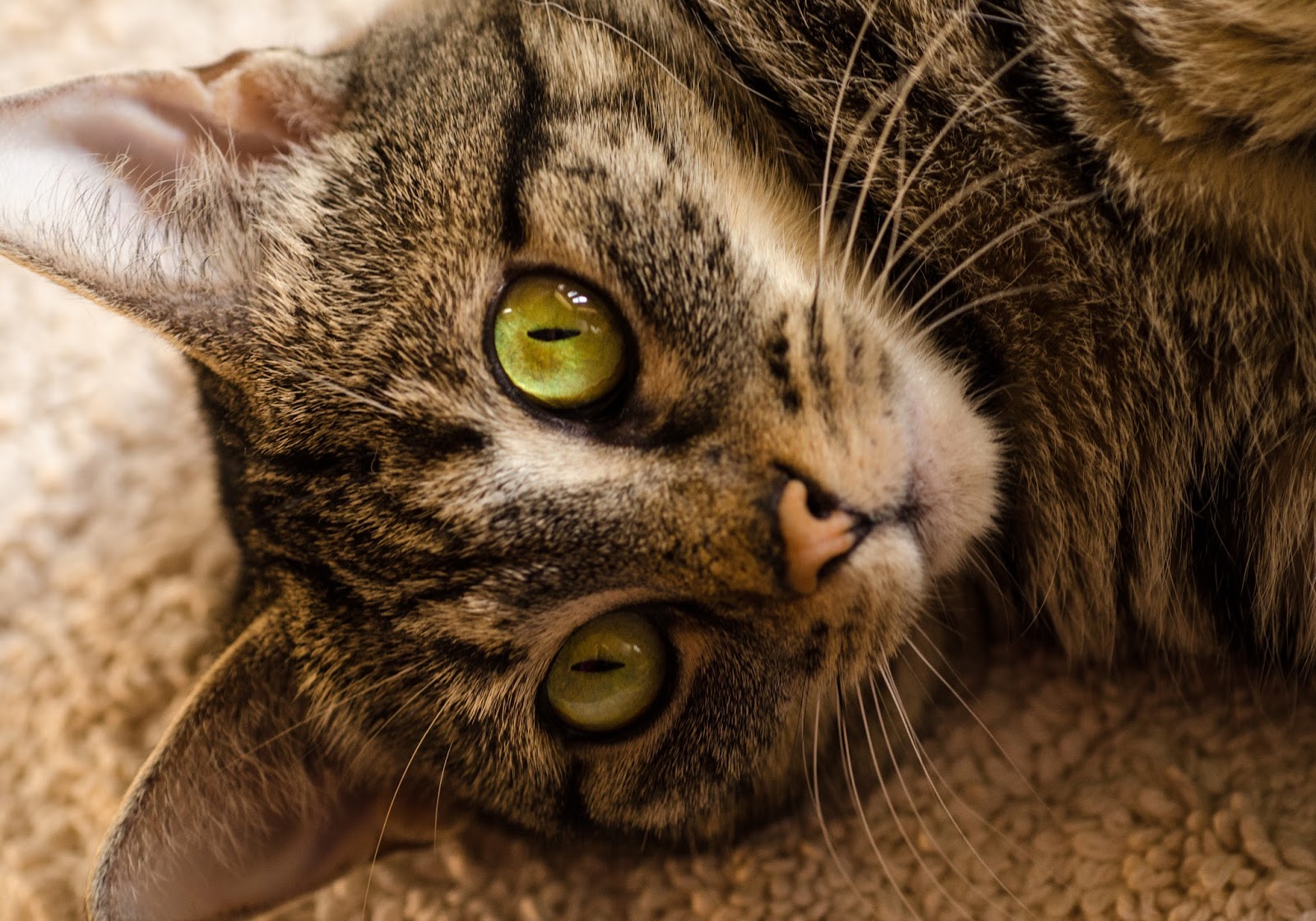 Free Shoot: Cat Shoot w/ Macro Lens plus Doggo