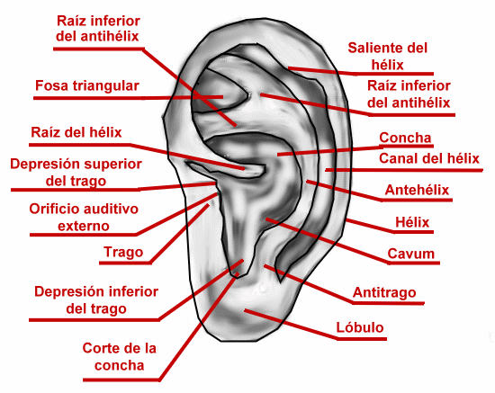TERAPIAS NATURALES: Reflexología auricular (IV)