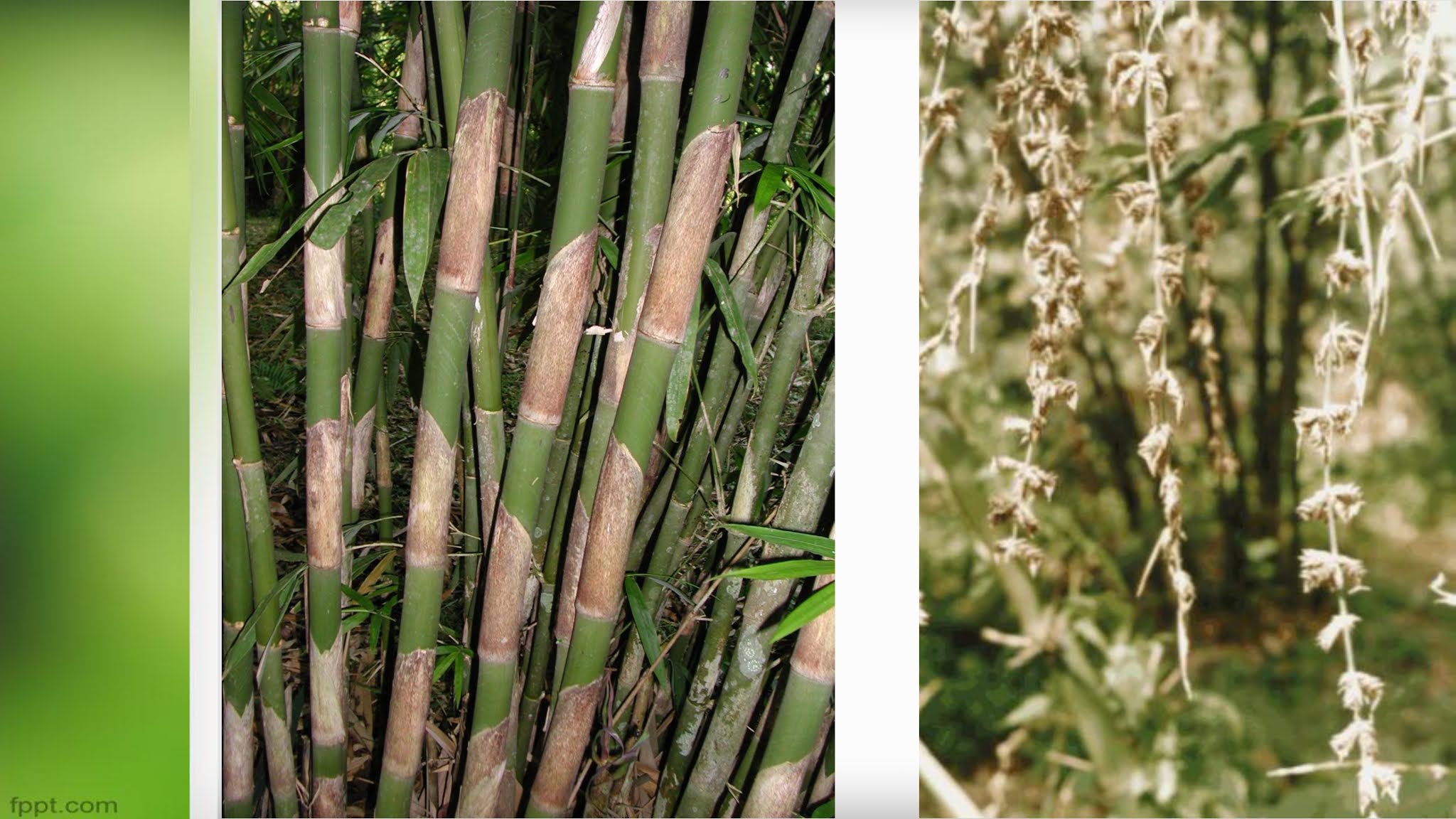 ABNO2020 Materi 12 : Cara Budi Daya Bambu