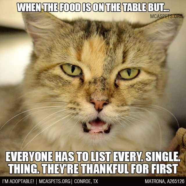 18 Funny Cat Memes That Prove It Was — And Will Always Be — A Perfect Show