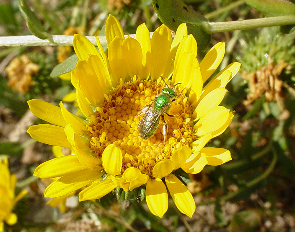 Mother Nature's Backyard - A Water-wise Garden: Plant of the Month ...