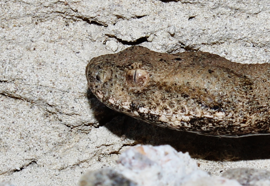 Biodiversity of Cyprus by NGO Protection of the Natural Heritage and ...