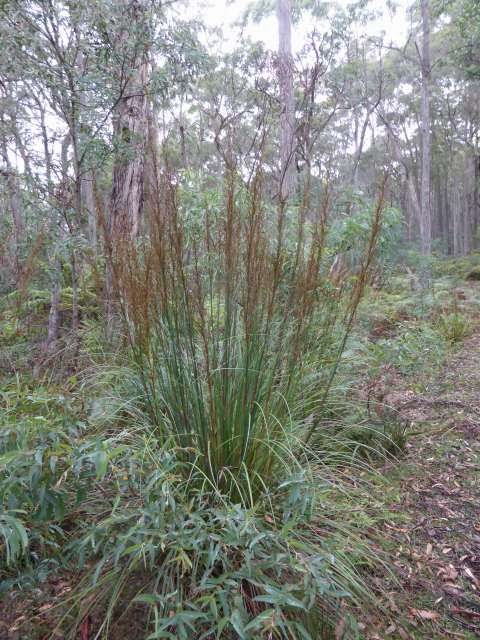 ANPS goes North (in terms of Monga NP): Mainly Flowering plants