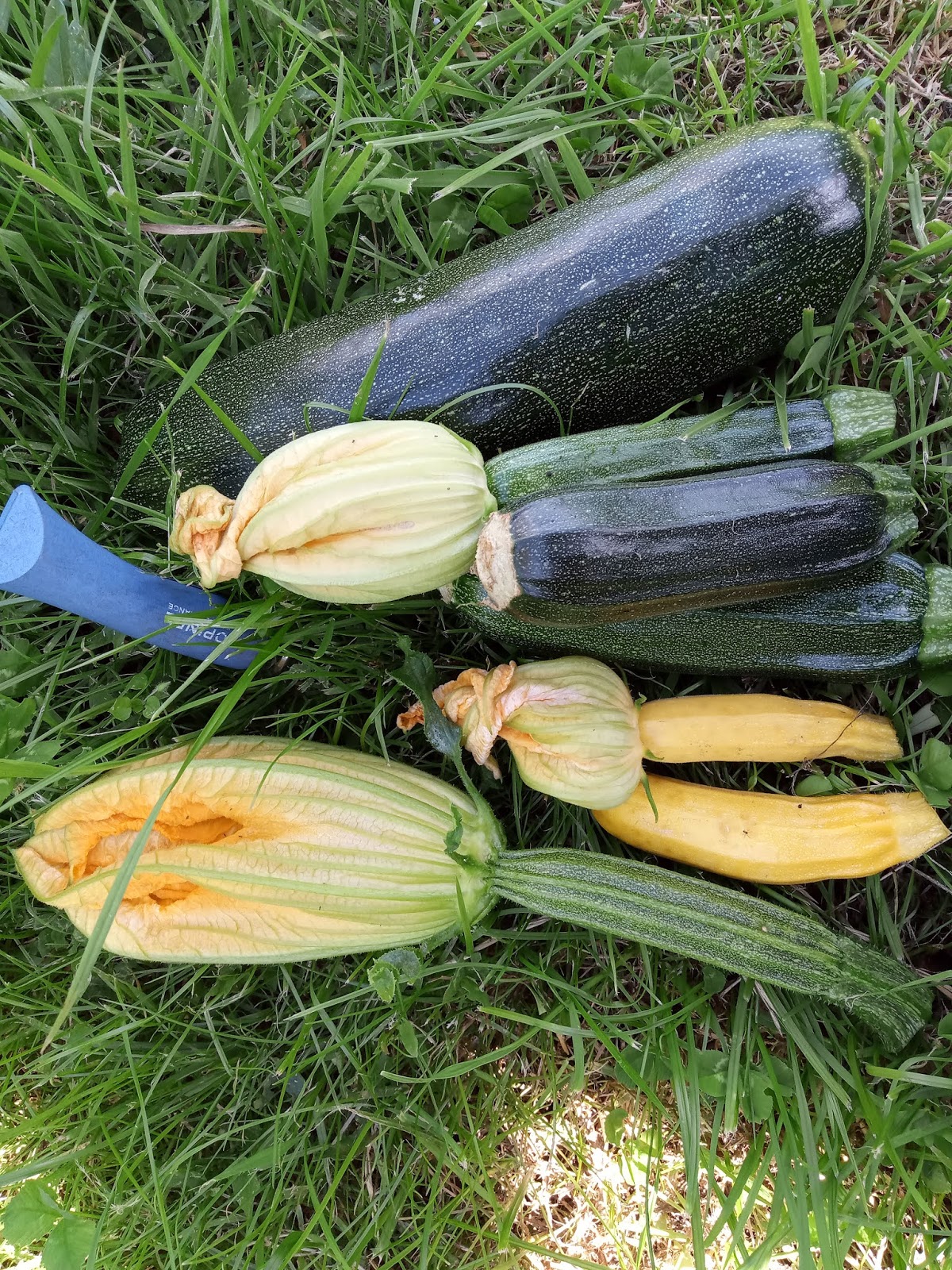 Books, pictures & veg