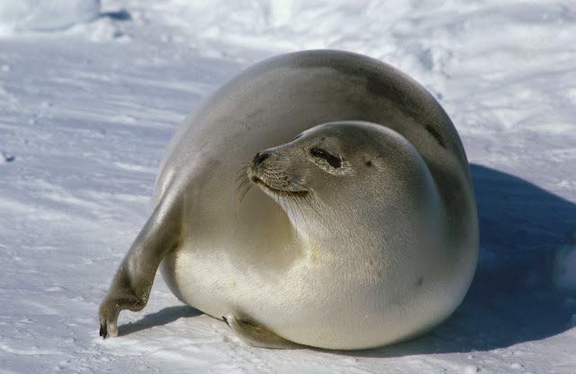 Descubre TU MUNDO: Descubre la belleza de la Foca Arpa (Harp Seal)