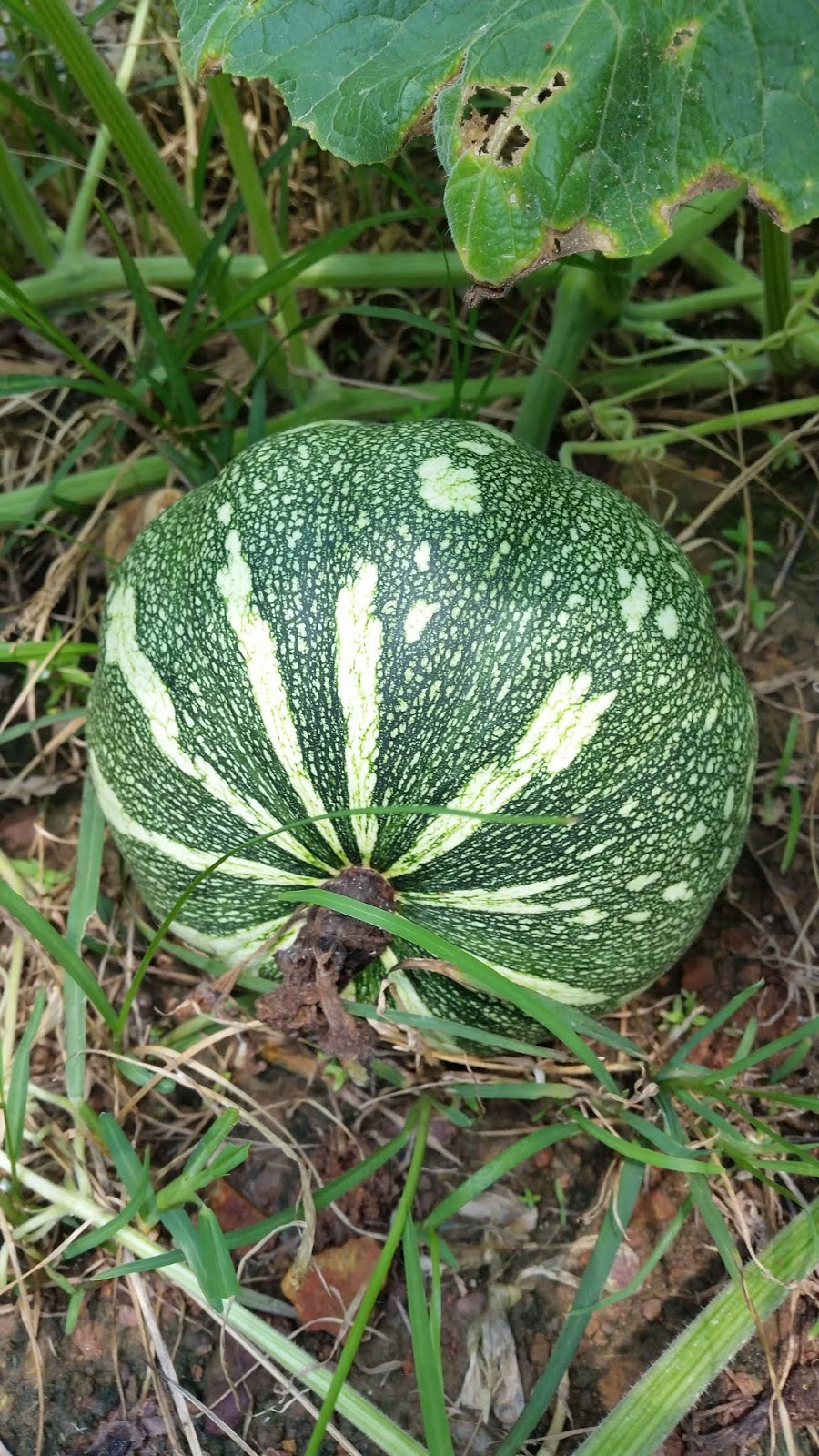 Warisan Petani: Pokok Labu Belakang Rumah