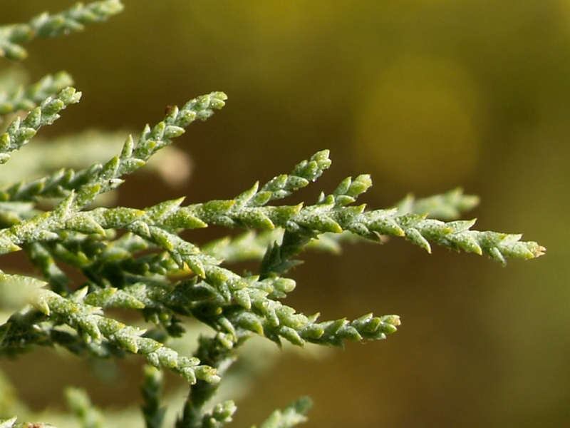 Taray y el mar – Jardines Que Me Gustan