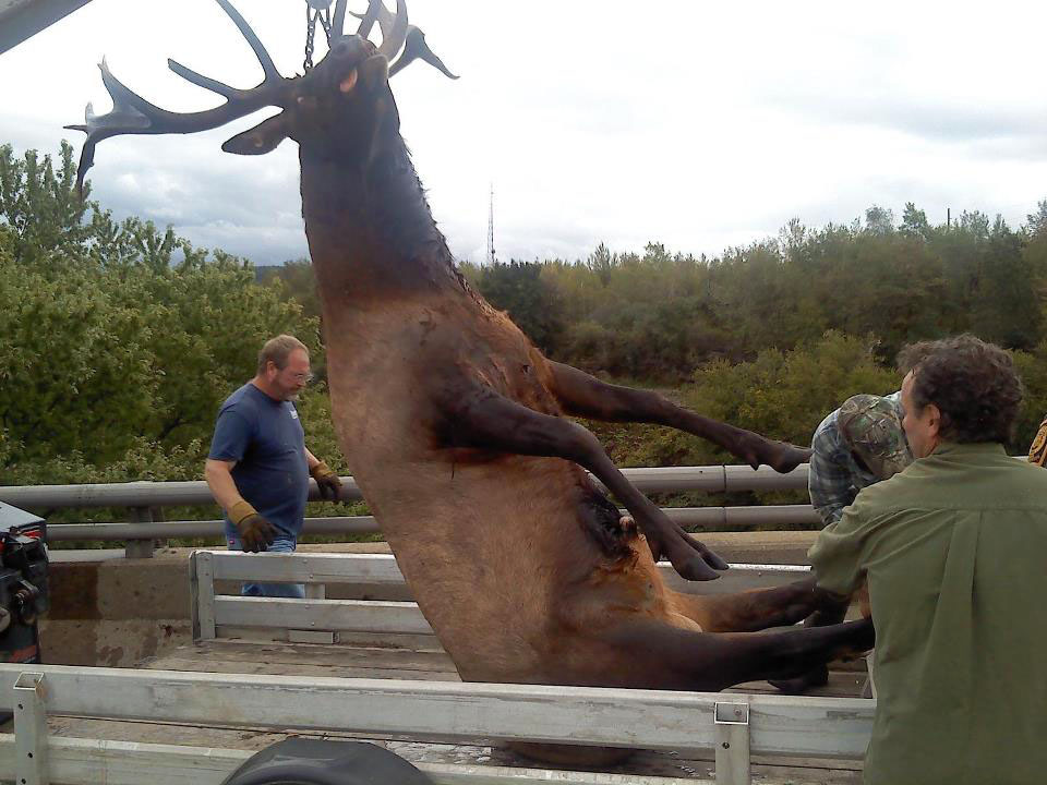 Anderson Creek Sportsmen's Club: Elk jumps off bridge at Clearfield bypass