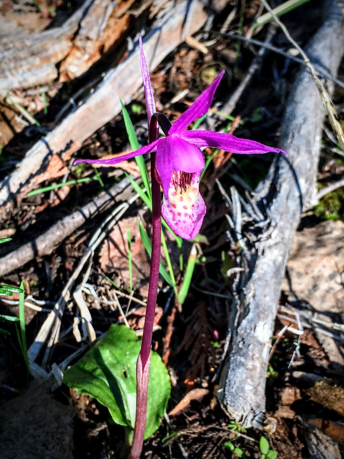 Wild Herb Ways: Calypso bulbosa, Kalypsō Orchid