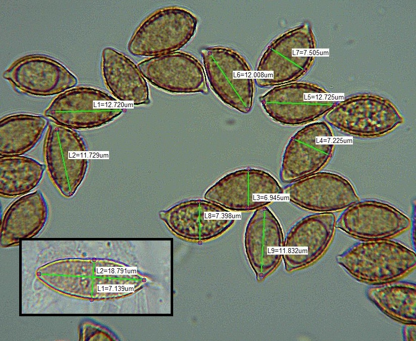 Tony Hardware's Fungi Finds: 2020