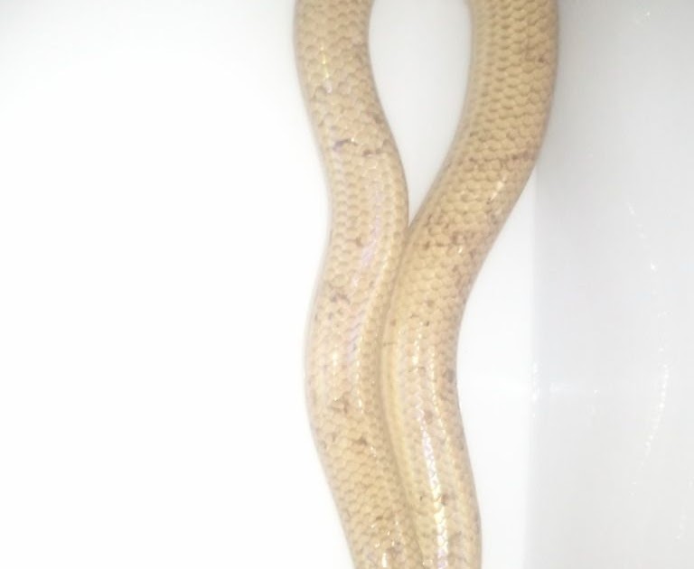 White snake | Photos-Animals-Pets.BlogSpot.com