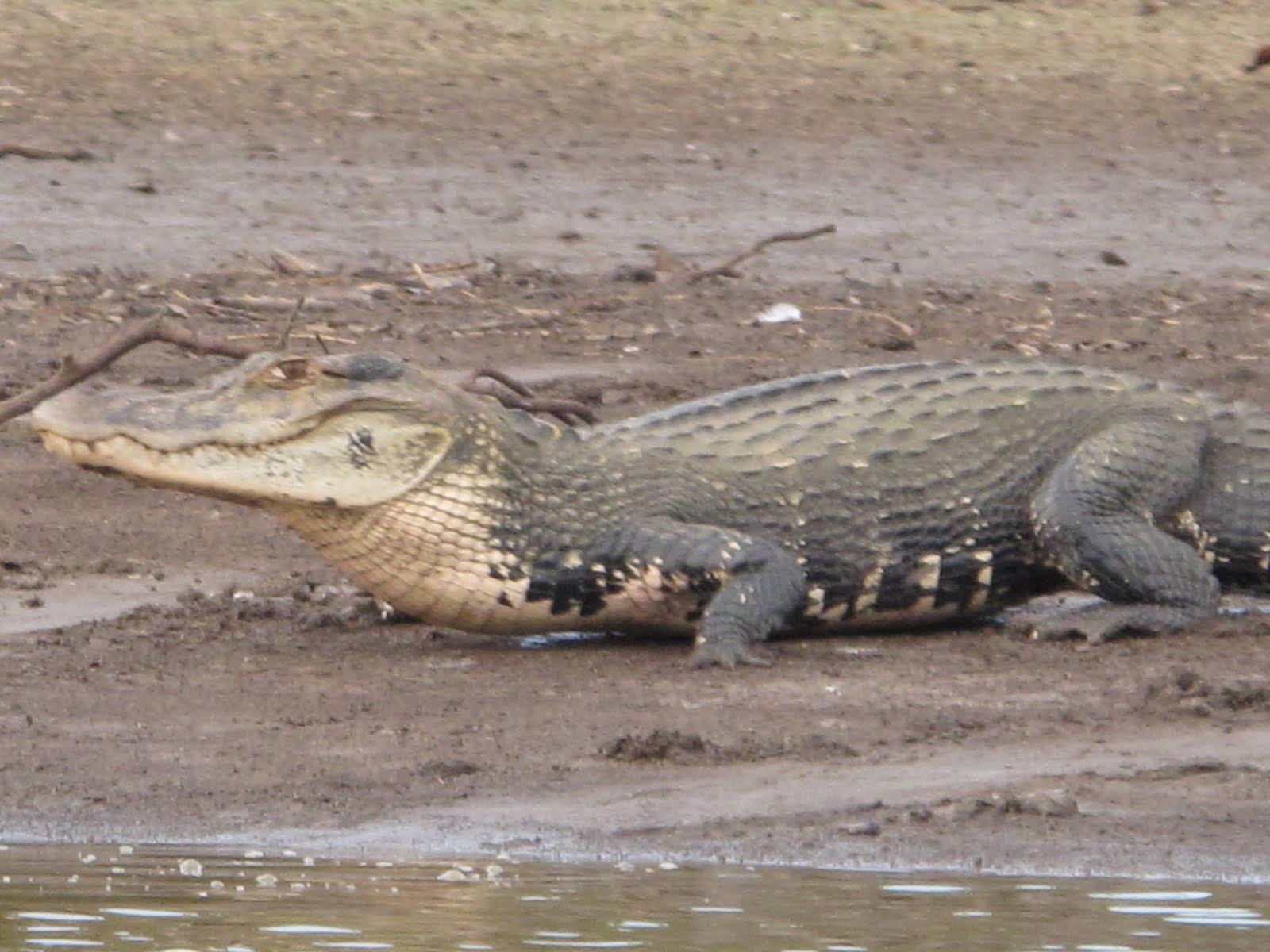 BIODIVERSIDADE DA FLORESTA AMAZÔNICA