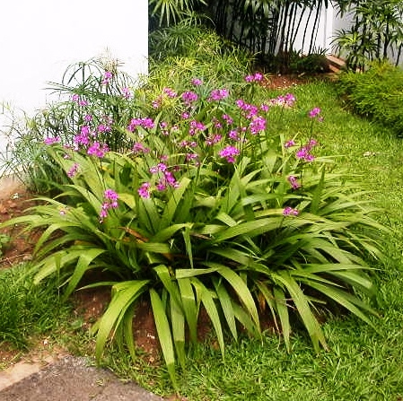 Anggrek Tanah - Perumperindo.co.id