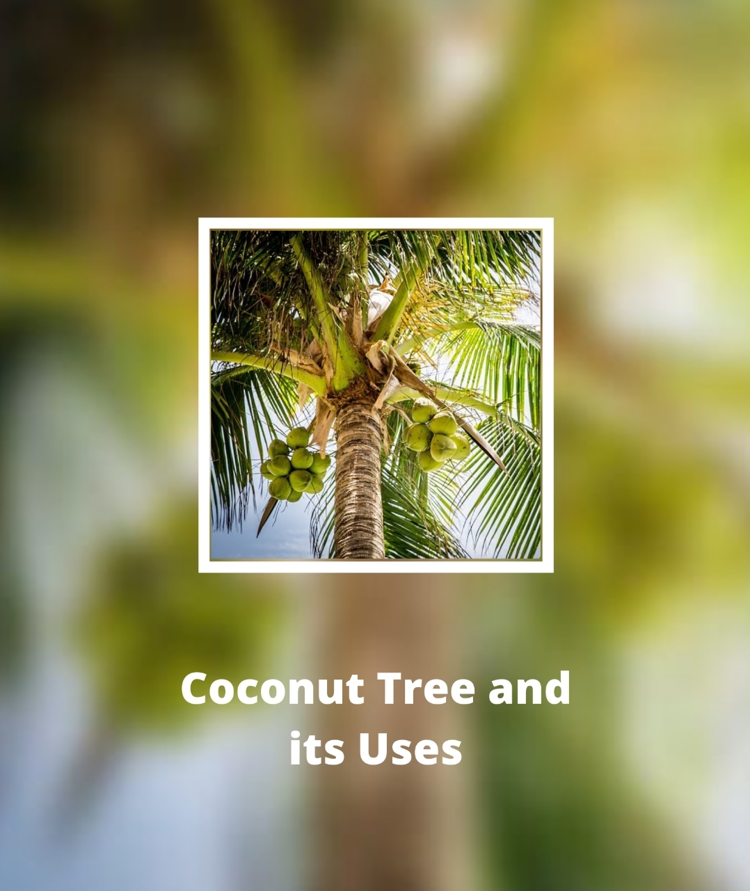 Coconut Tree and its Uses | Greenfarm Facts