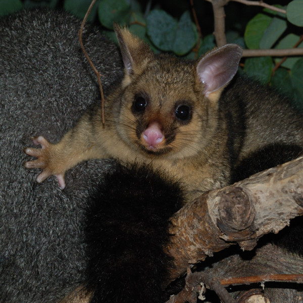 Possum TV: Update 25th Sept 2013 - A possum fight and a trapped possum ...